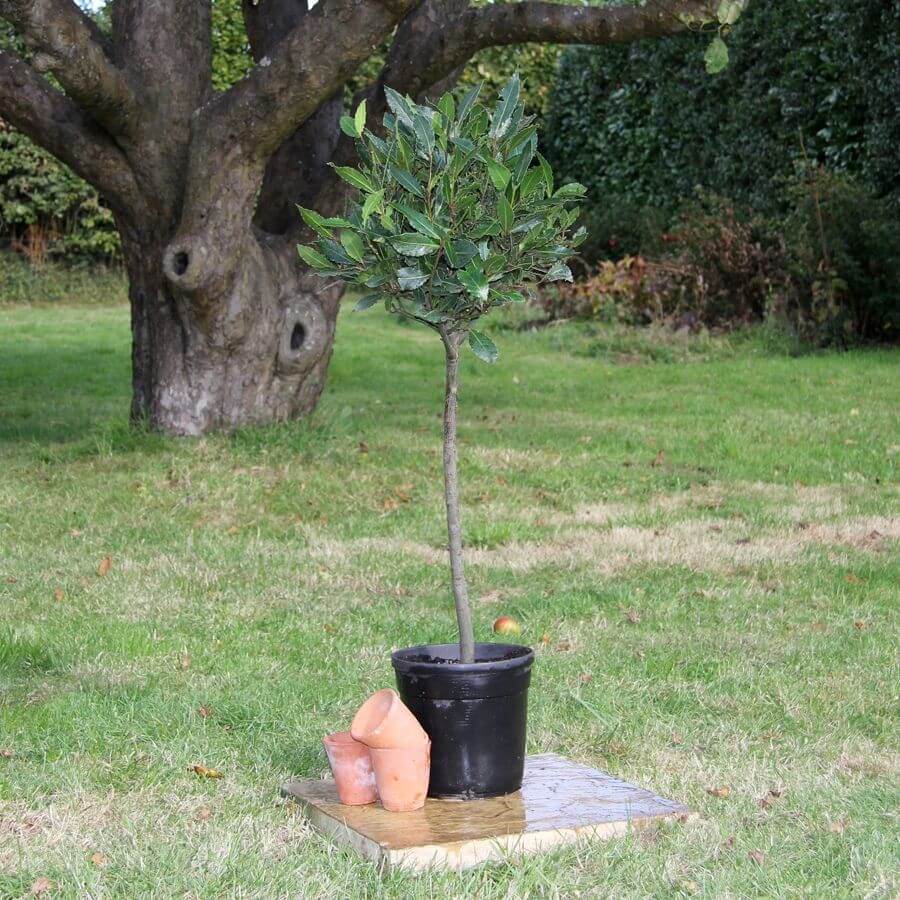 The Bay Tree Gift | Send a Bay Tree as a Gift