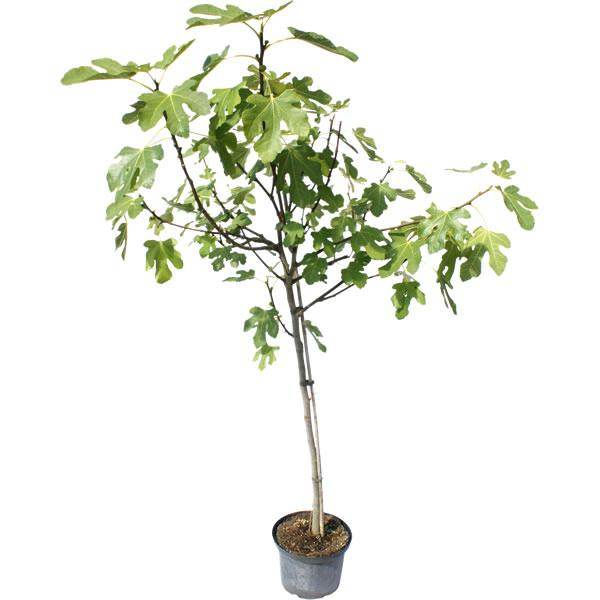 Large Fig Tree Gift | Buy a Large Potted Fig Tree