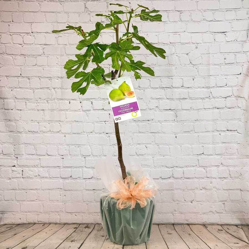 Large Fig Tree Gift | Buy a Large Potted Fig Tree – Tree2mydoor