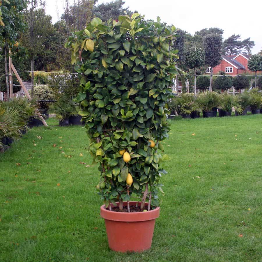 Ultimate Lemon Tree Gift- The Biggest Lemon Tree Gift.