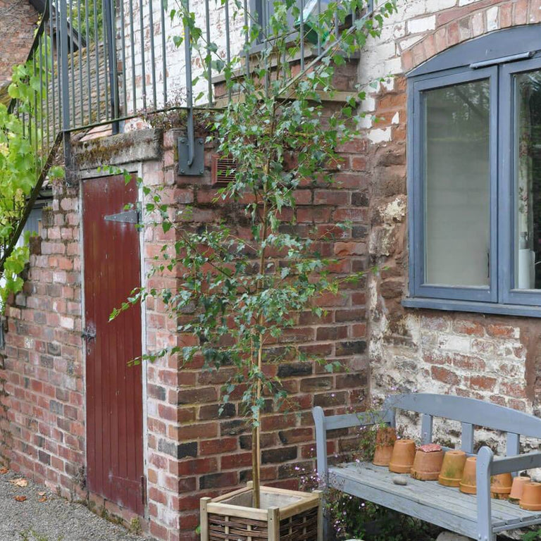 Large Silver Birch Tree | Gardeners Club Trees – Tree2mydoor