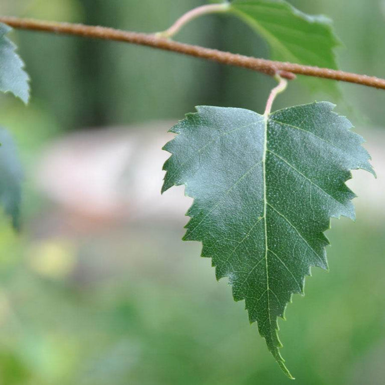 Large Silver Birch Tree | Gardeners Club Trees – Tree2mydoor
