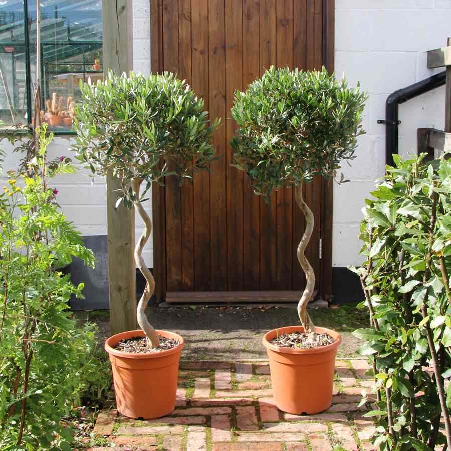 Large Twisted Stem Olive Tree Gift | Fast UK Delivery