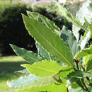 Large Twisted Bay Tree Gift | Send a Twisted Bay Leaf Tree – Tree2mydoor