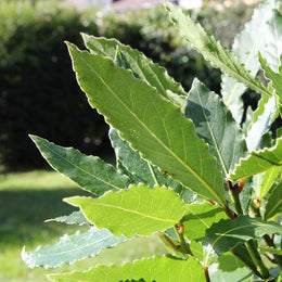 Large Twisted Bay Tree Gift | Send a Twisted Bay Leaf Tree – Tree2mydoor