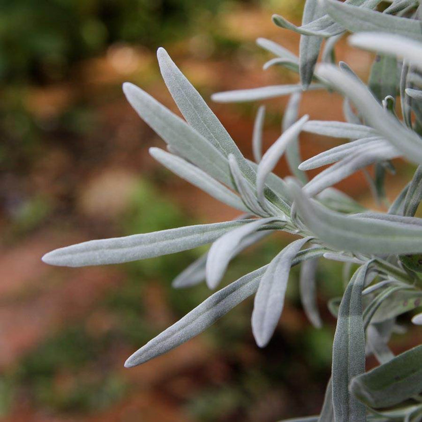 Pair of Lavender Plants Gift | Mini Stem Lavender Plants in Pots
