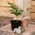 Little Princess Japanese Maple Tree Gift | Acer Little Princess