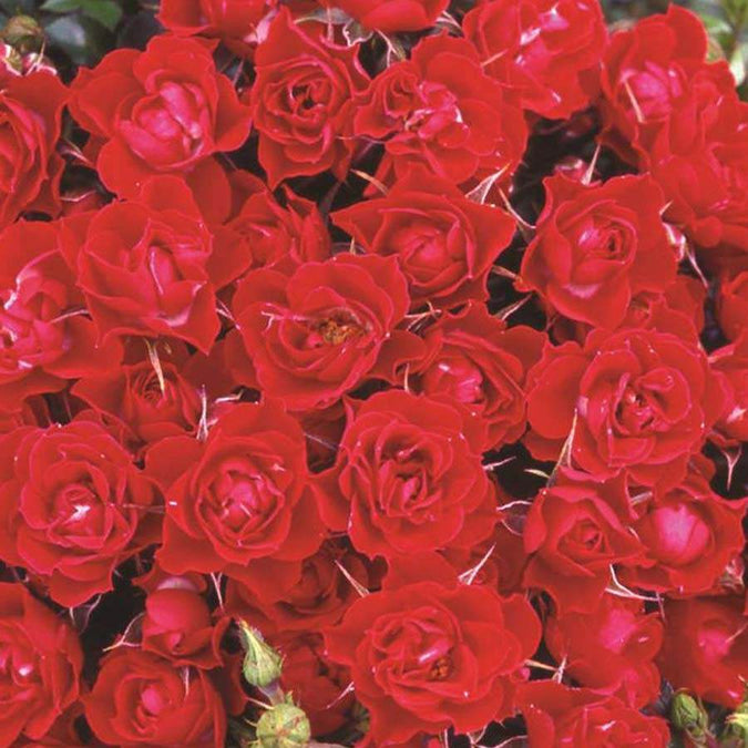 Love Never Dies Rose Bush Gift | Remembrance Rose Bush – Tree2mydoor