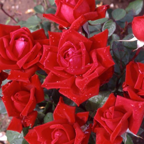 Loving Memory Rose Bush Gift | Red Rose in Loving Memory