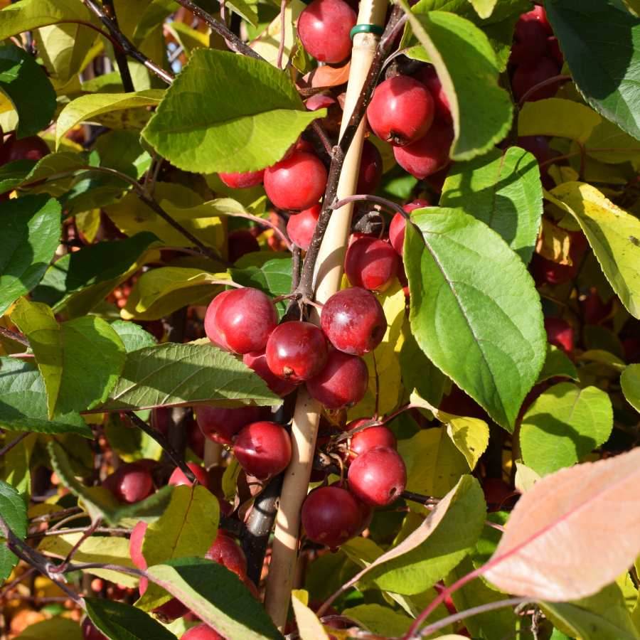 12L Malus 'Gorgeous' 1.5m | Fruiting Crab Apple – Tree2mydoor