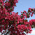 Buy Malus tor 'Scarlett' ® | 12L Scarlett Crab Apple Tree