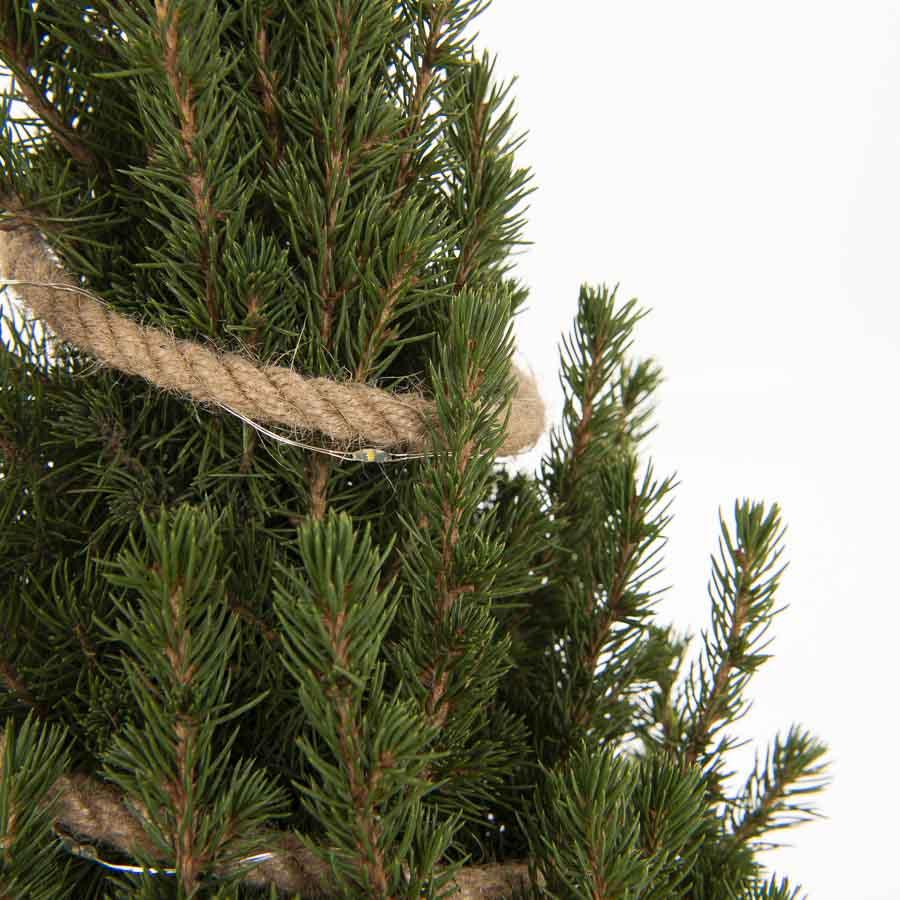 Mini Christmas Tree with Lights | Real Mini Christmas Tree – Tree2mydoor