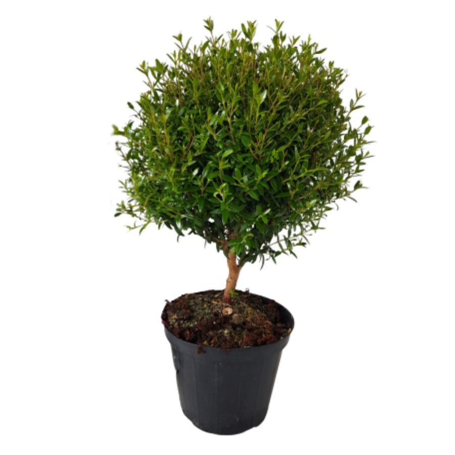 The Mini Myrtle Present Tree | Buy a Dwarf Myrtle Tree
