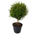 The Mini Myrtle Present Tree | Buy a Dwarf Myrtle Tree
