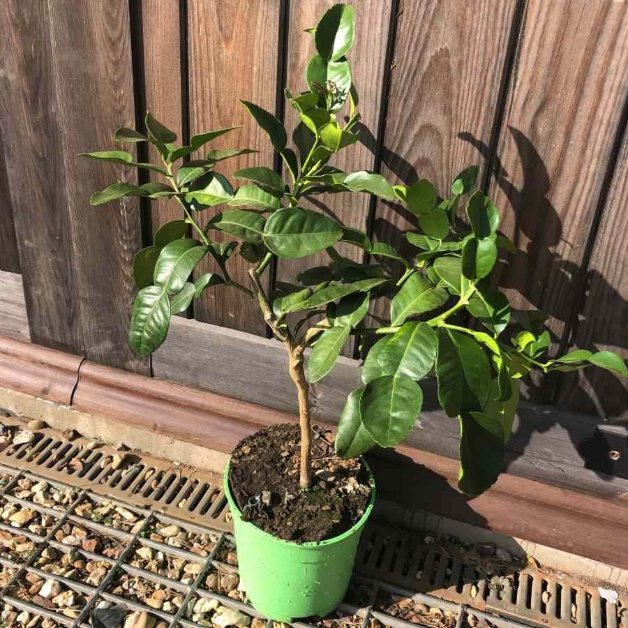 Mini Kaffir Lime Tree Gift | Buy a Dwarf Kaffir Lime Tree UK