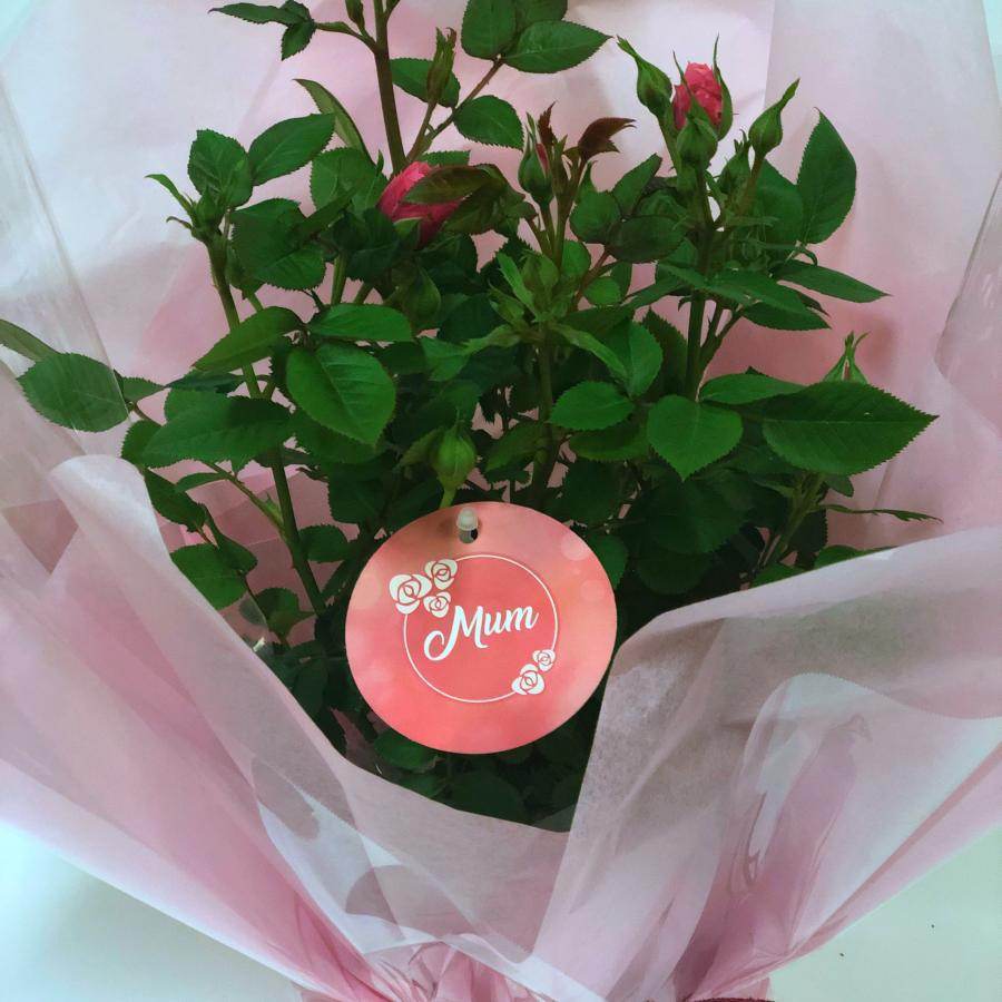 Mum Patio Rose Bush | High Quality Pink Patio Rose for Mum