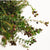 The Mini Myrtle Present Tree | Buy a Dwarf Myrtle Tree
