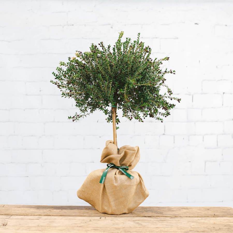The Mini Myrtle Present Tree | Buy a Dwarf Myrtle Tree – Tree2mydoor