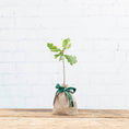 Oak Tree Gift | Buy Quality Oak Saplings as a Gifts – Tree2mydoor