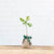 Oak Tree Gift | Buy Quality Oak Saplings as a Gifts