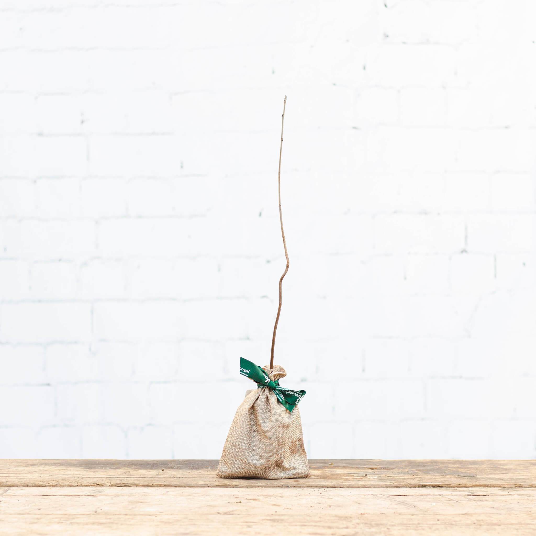 Rowan Tree Gift | Buy a Rowan Tree Sapling as a Gift