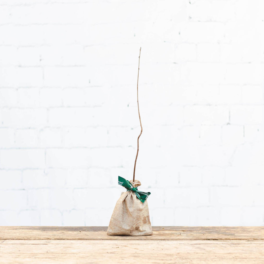 Rowan Tree Gift | Buy a Rowan Tree Sapling as a Gift