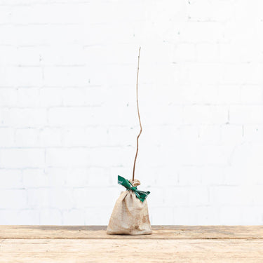 Rowan Tree Gift | Buy a Rowan Tree Sapling as a Gift – Tree2mydoor