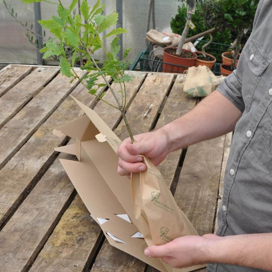 Oak Tree Gift | Buy Quality Oak Saplings as a Gifts