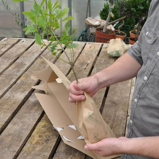 Oak Tree Gift | Buy Quality Oak Saplings as a Gifts