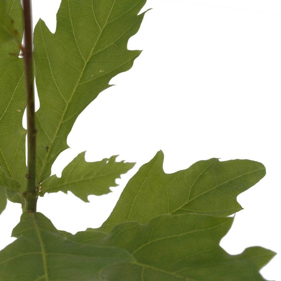 Oak Tree Gift | Buy Quality Oak Saplings as a Gifts