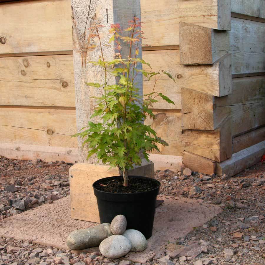 Orange Dream Japanese Maple Tree Gift | Acer ‘Orange Dream’