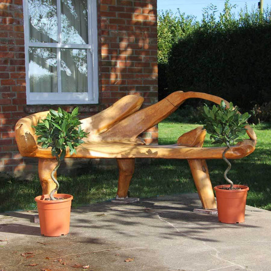 The Twisted Bay Tree Gift | Send a Bay Tree with Tree2mydoor