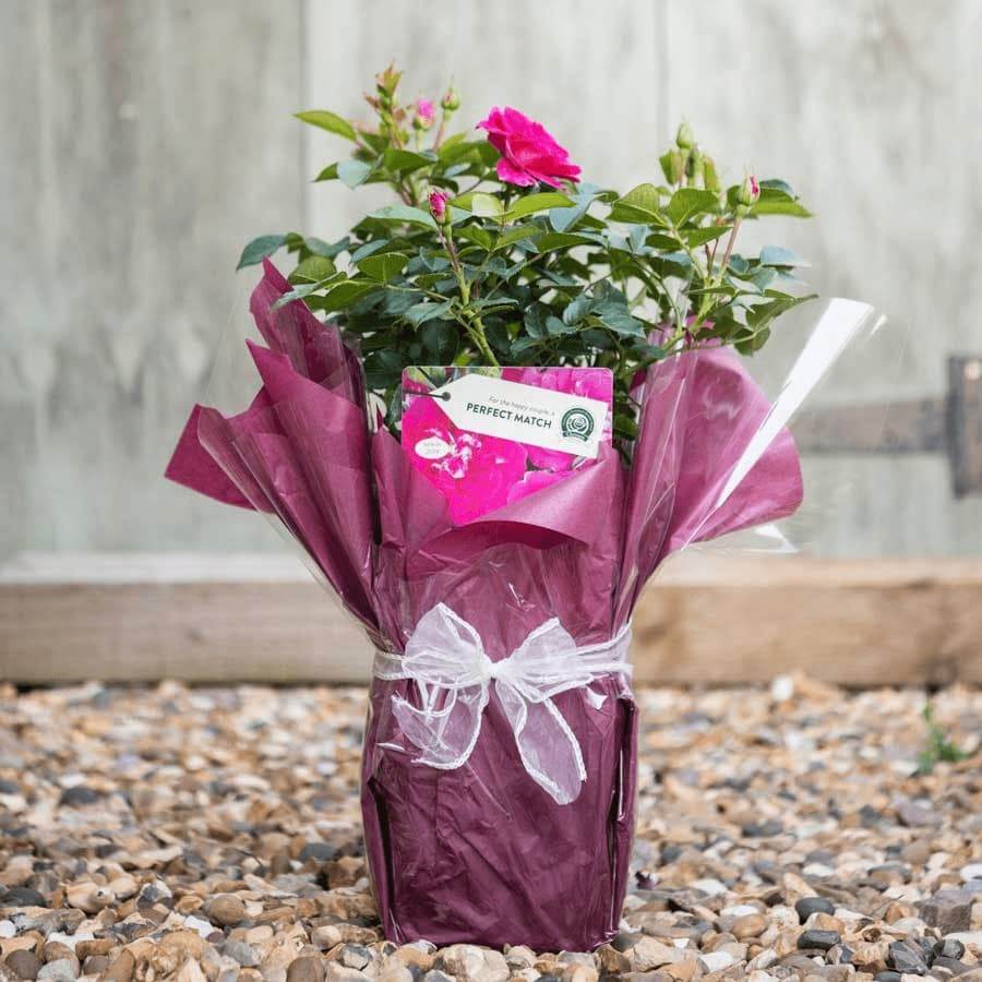 Perfect Match Rose Bush Gift