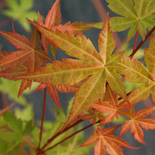 Phoenix Japanese Maple Tree Gift | Quality Acer ‘Phoenix’