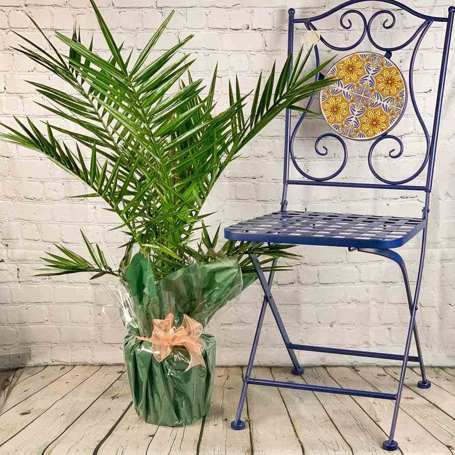 Buy a Phoenix Palm | Pygmy Date Palm | Fast UK Delivery