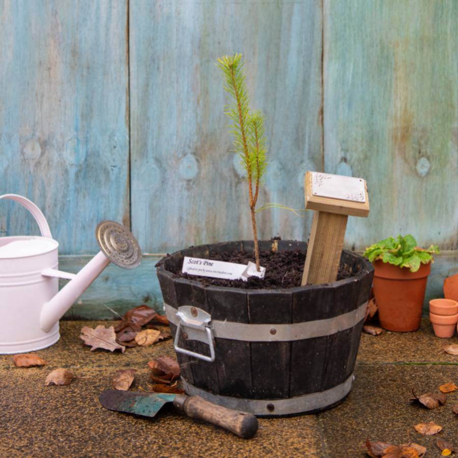 Order a Memorial Tree Gift Pack | Tree2mydoor