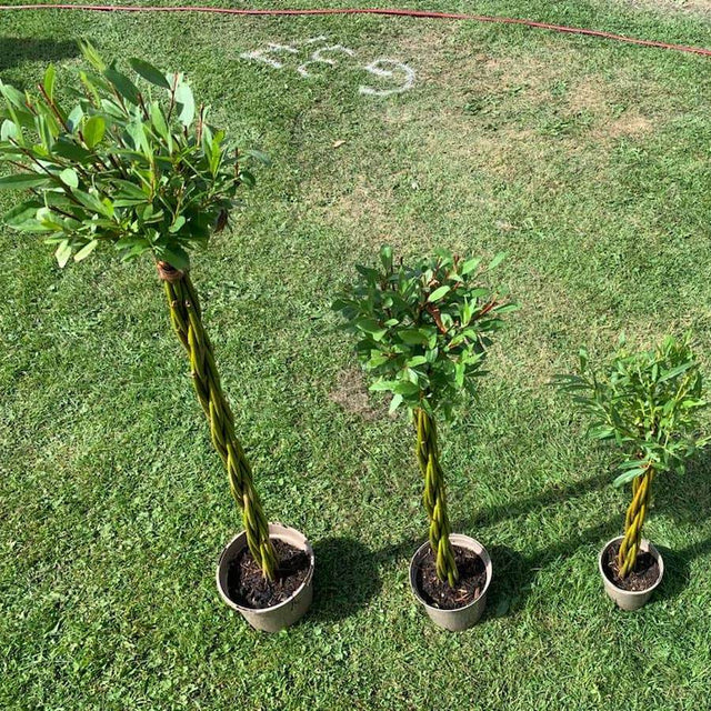 Pot Grown Willow Wand Tree | Willow Tree Gifts at Tree2mydoor