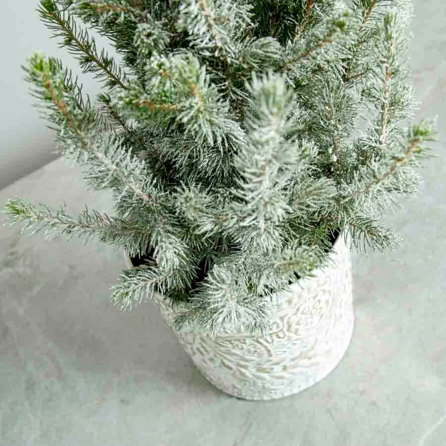 Promotional Trees in Pots, Trees in Branded Pots – Tree2mydoor