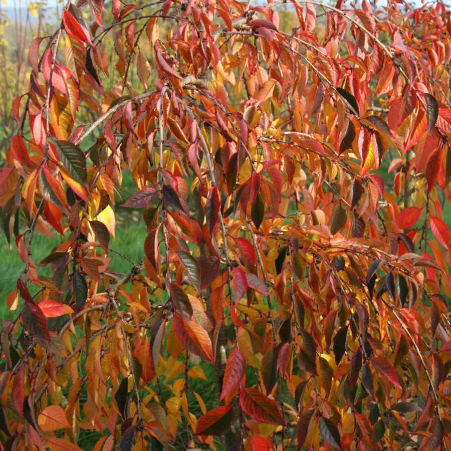 Buy Prunus 'Snow Showers' tree 1.5m tall in 12l pot