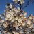 Buy Prunus 'The Bride' | 11.5L The Bride Flowering Cherry Tree