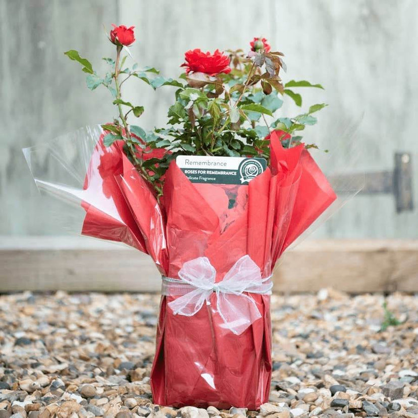 Remembrance Rose Bush Gift | Loving Remembrance Rose Bushes
