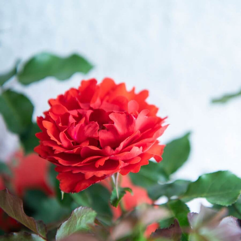 Remembrance Rose Bush Gift | Loving Remembrance Rose Bushes