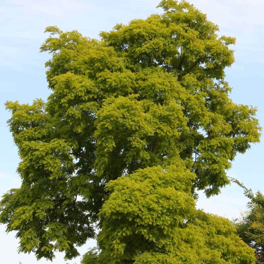 Robinia Frisia Tree 12L | Gardeners Club Tree – Tree2mydoor