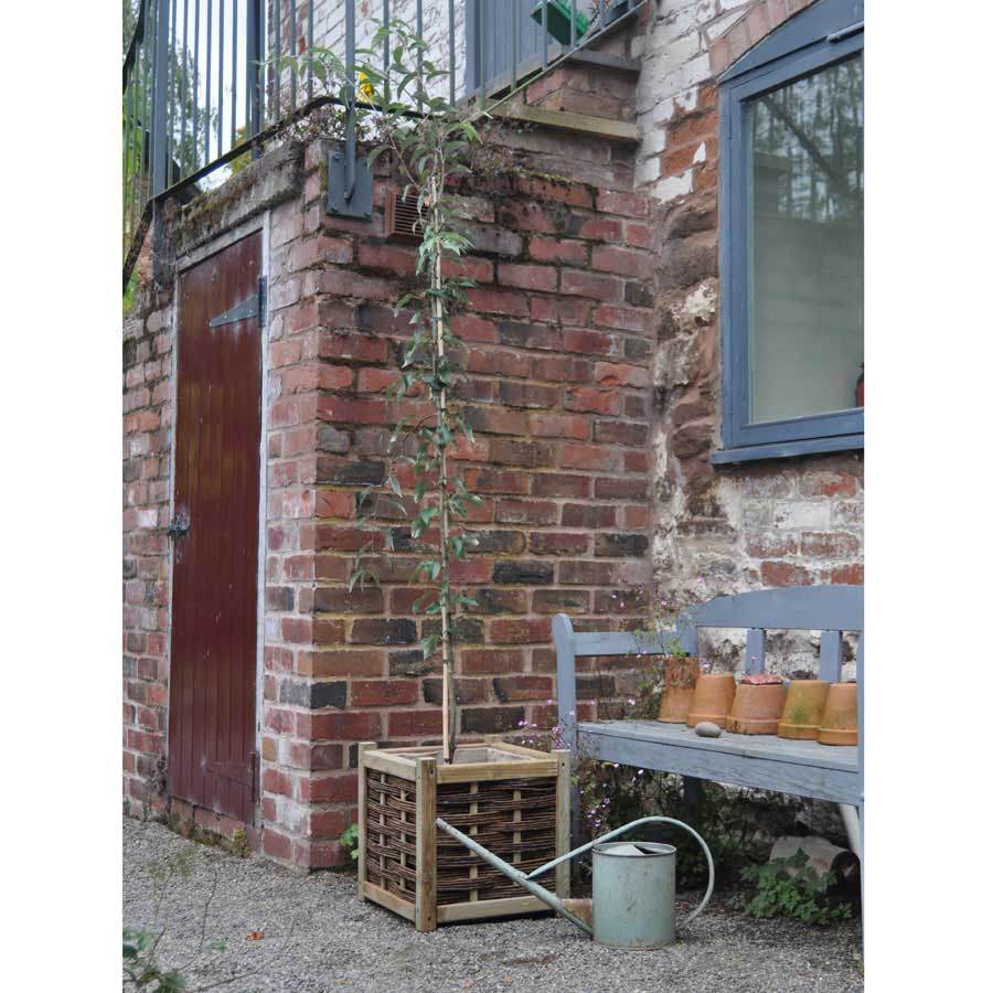 Lemon Drop Tree | Mountain Ash Tree by Tree2mydoor UK