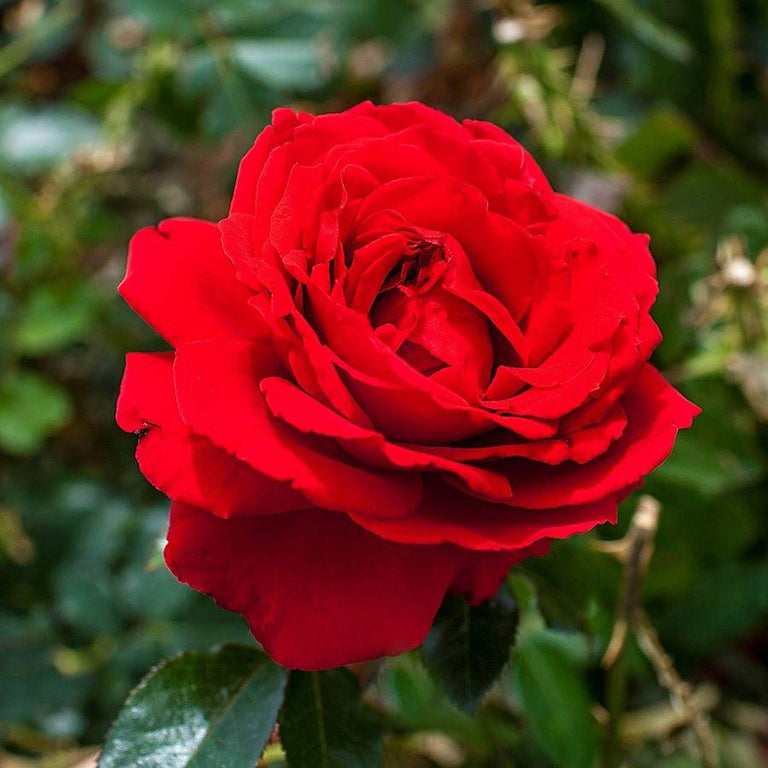 Ruby 40th Anniversary Rose Gift | Ruby-red Rose Bush – Tree2mydoor