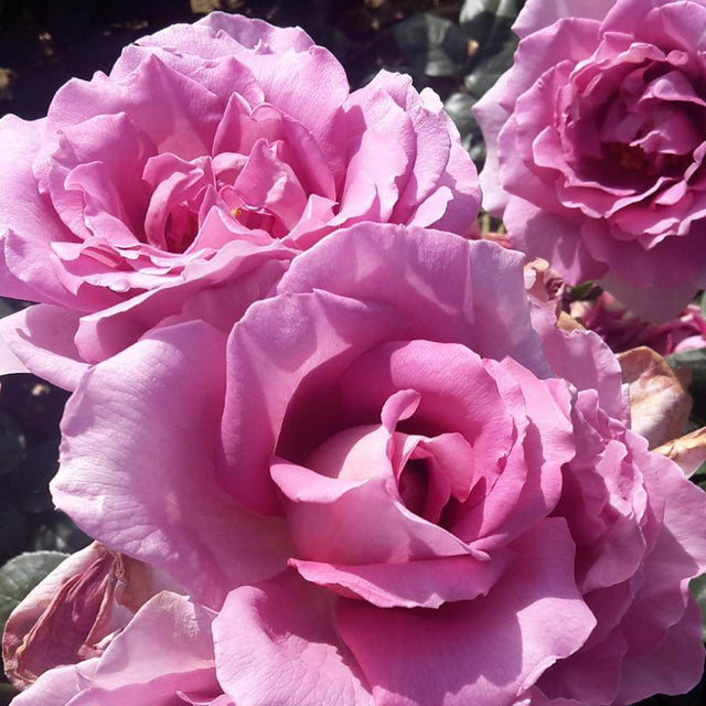 Sapphire 45th Anniversary Rose Gift | 45th Anniversary Gift