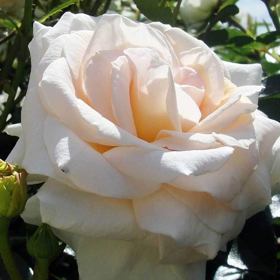 25th Silver Anniversary Rose Gift Pack with Engraved Plaque