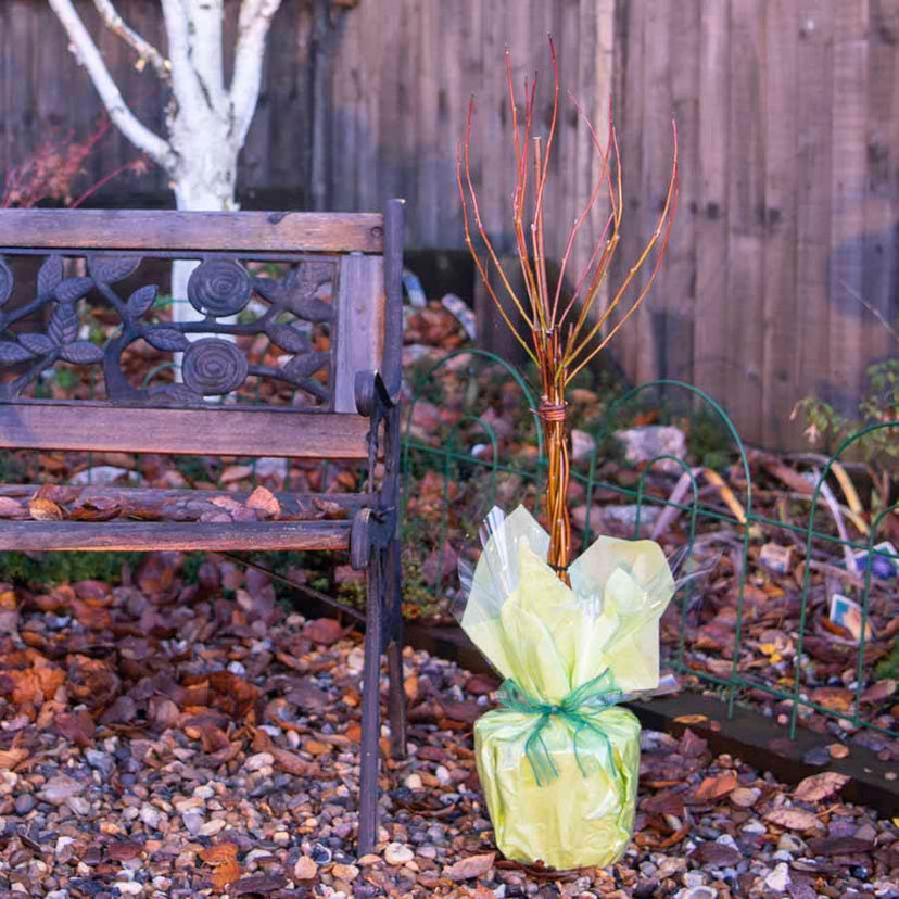 Willow Wand Gift | Send a Hand Woven Willow Tree as a Gift