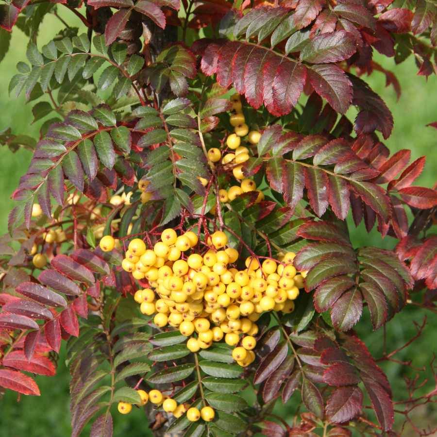 Buy Sorbus 'Joseph Rock' | 12L Joseph Rock Rowan Tree