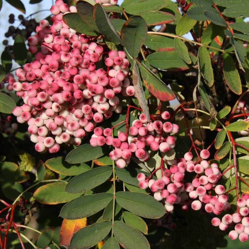 Sorbus hup 'Pink Pagoda' | 12L Pink Pagoda Rowan Tree